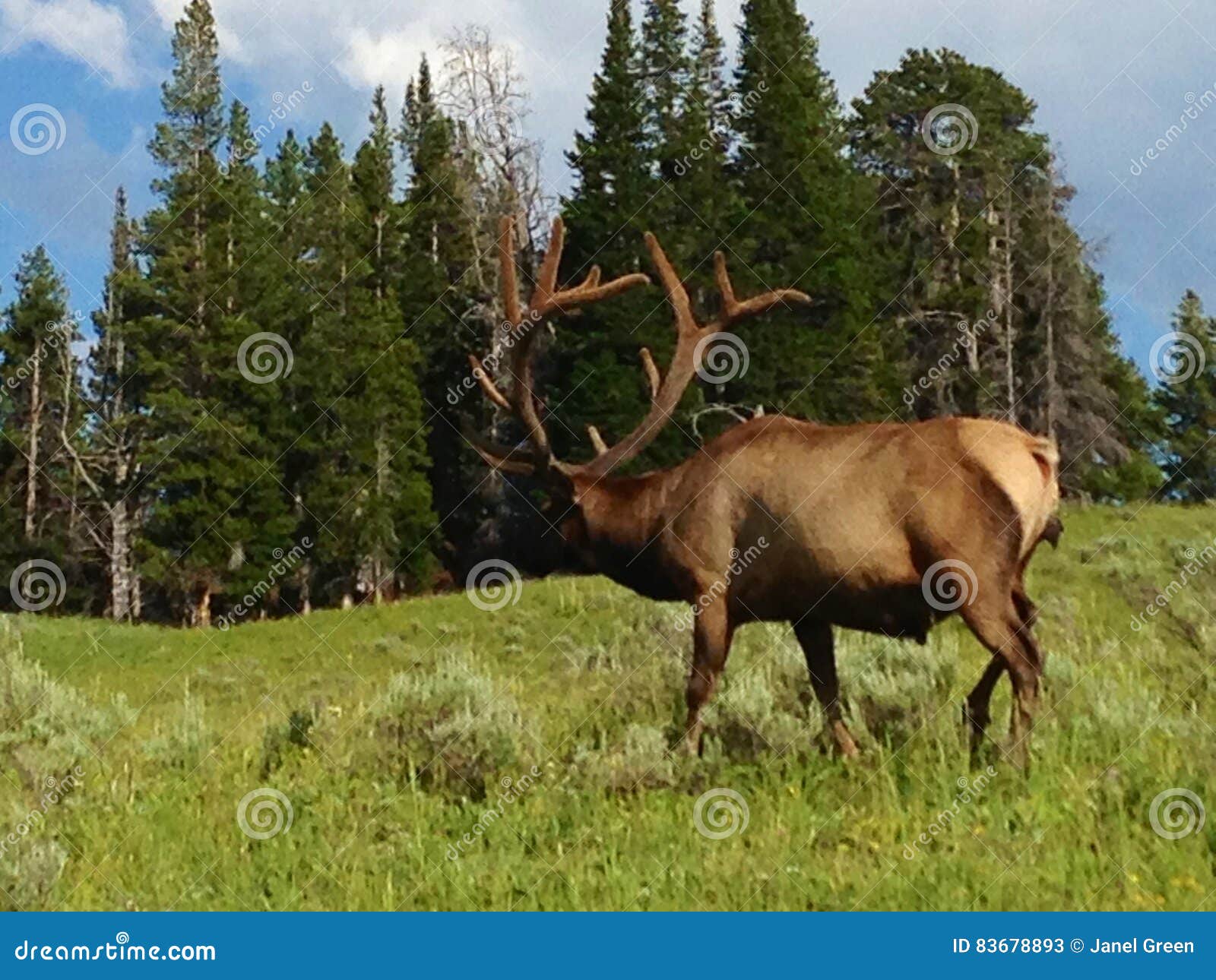 Summer Bull Elk stock image. Image of trophy, bull, summer - 83678893