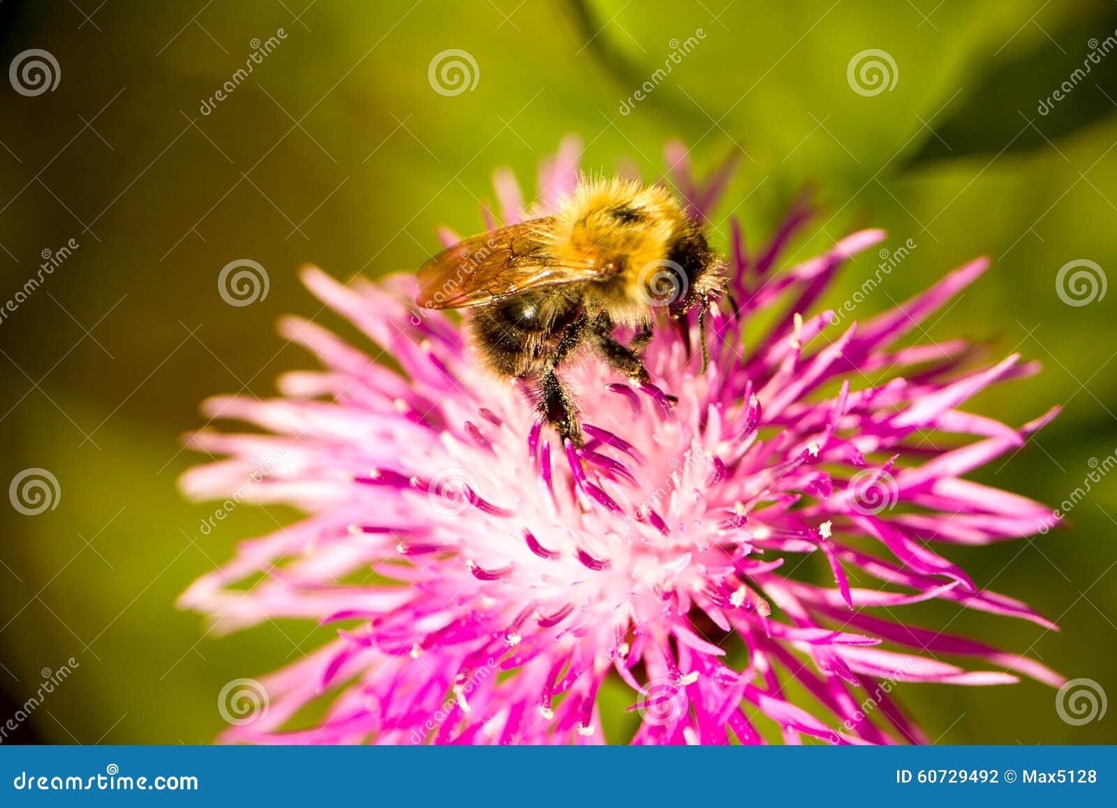 Summer Bumble Bee Insect Flower Macro Stock Photo - Image of bumlebee ...