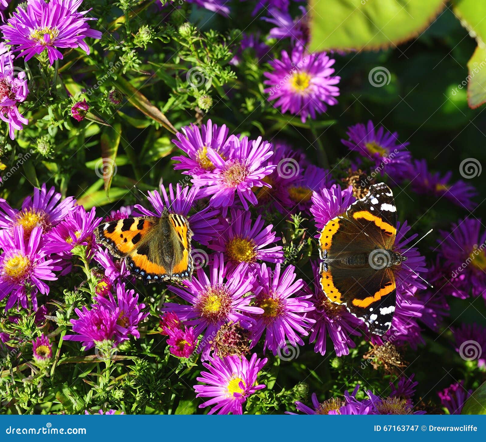 Summer Butterflies stock image. Image of insect, garden - 67163747