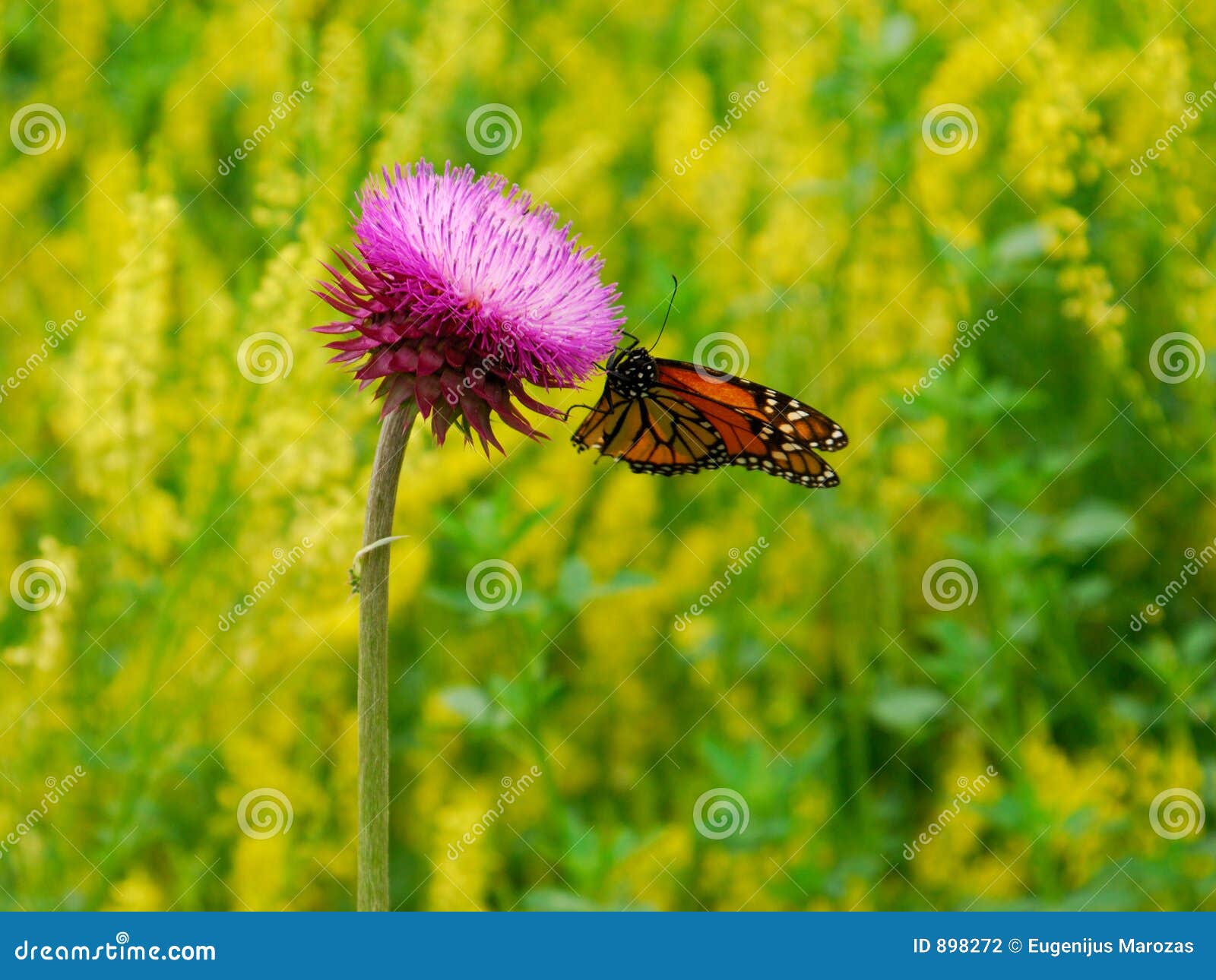 Summer butterfly stock photo. Image of flower, grass, nature - 898272