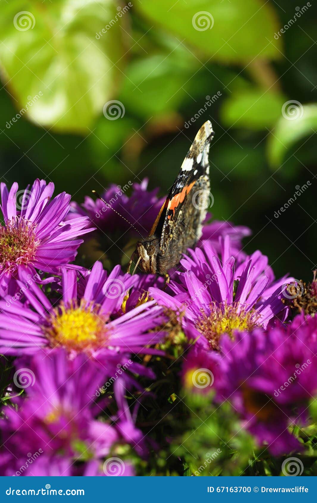Summer Butterfly stock photo. Image of flowers, wild - 67163700