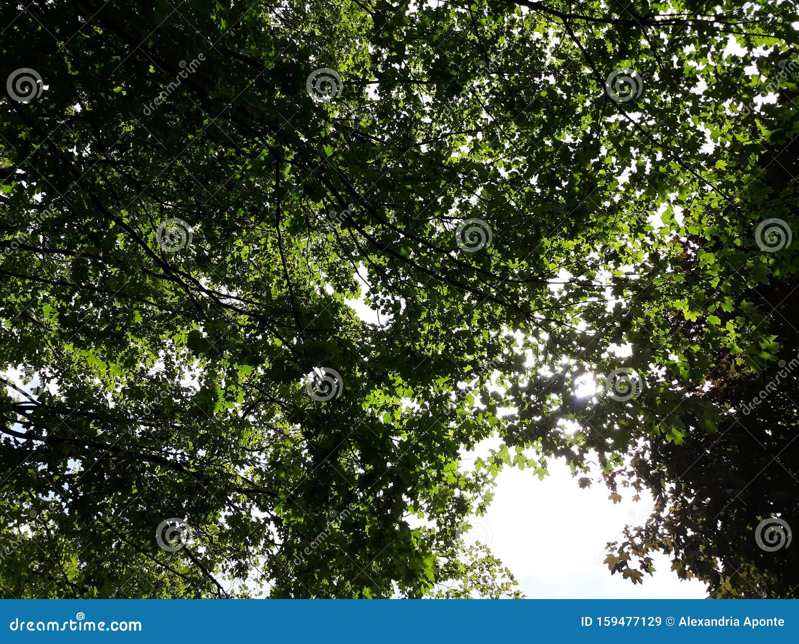 Summer Canopy stock image. Image of sunlight, trees - 159477129