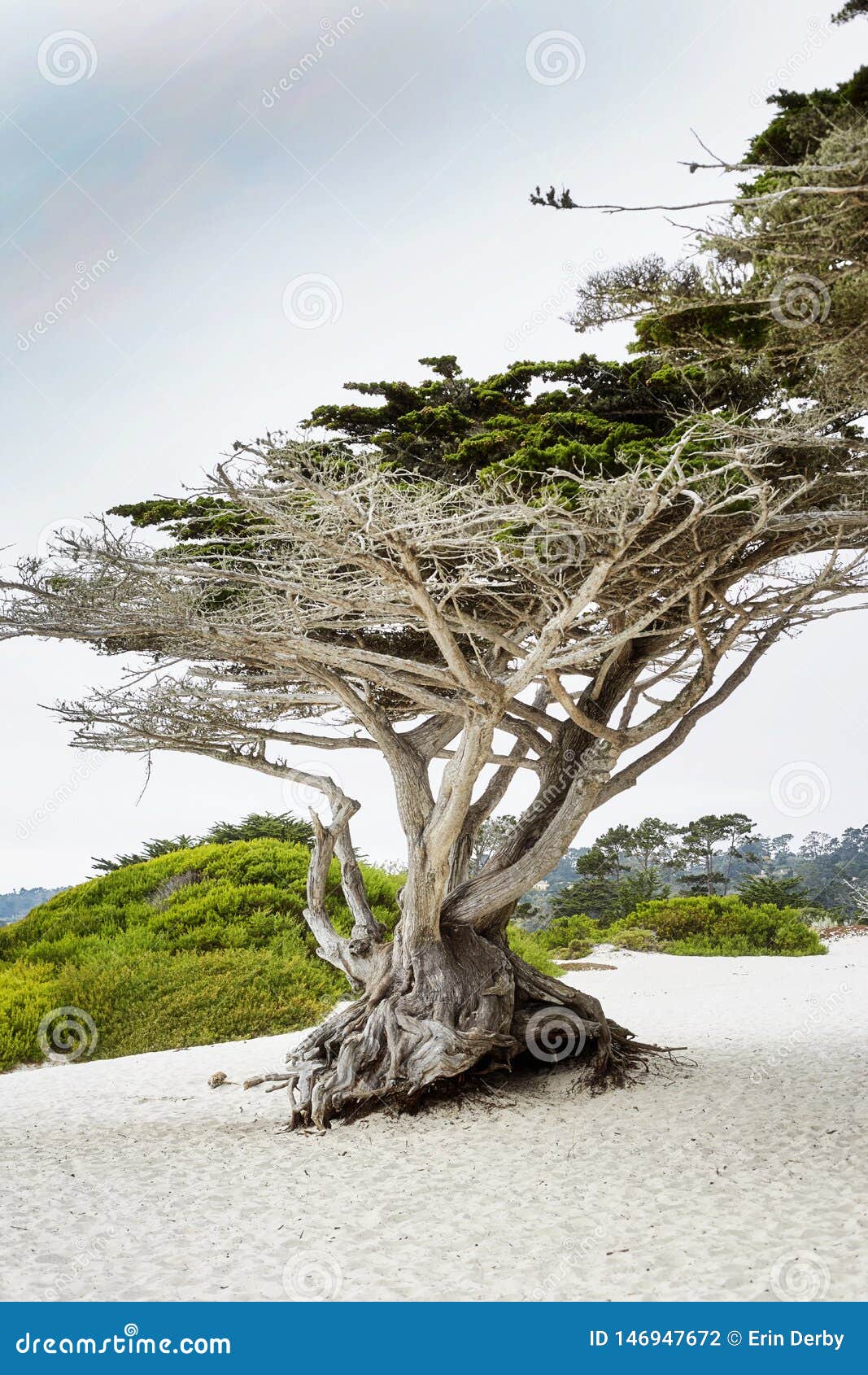 A Weathered Tree in Carmel, CA. Stock Photo - Image of climb, coast ...