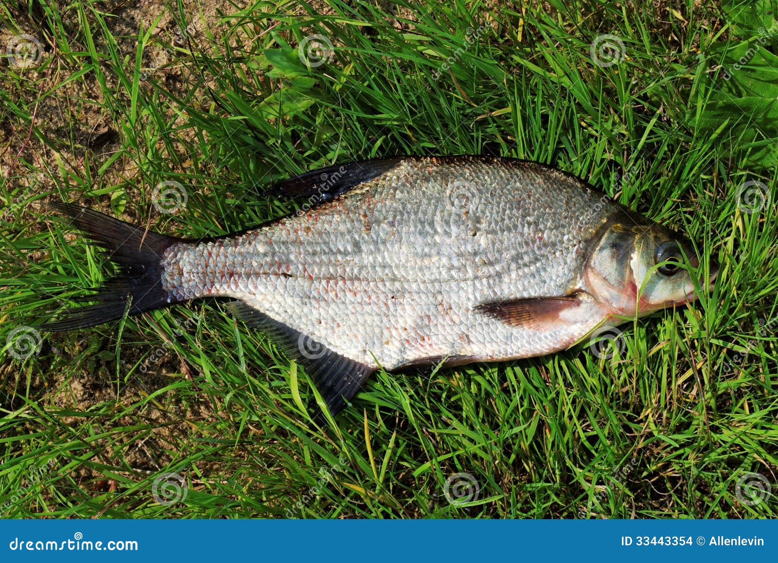 Summer catch of big bream stock photo. Image of silver - 33443354
