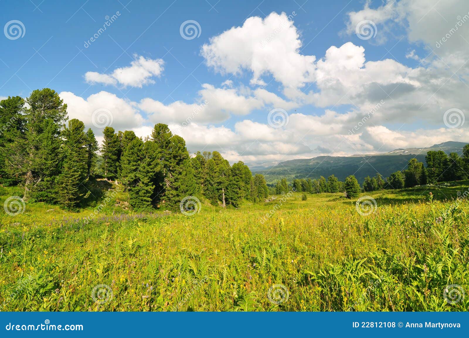 Summer cedar forest view stock photo. Image of nature - 22812108