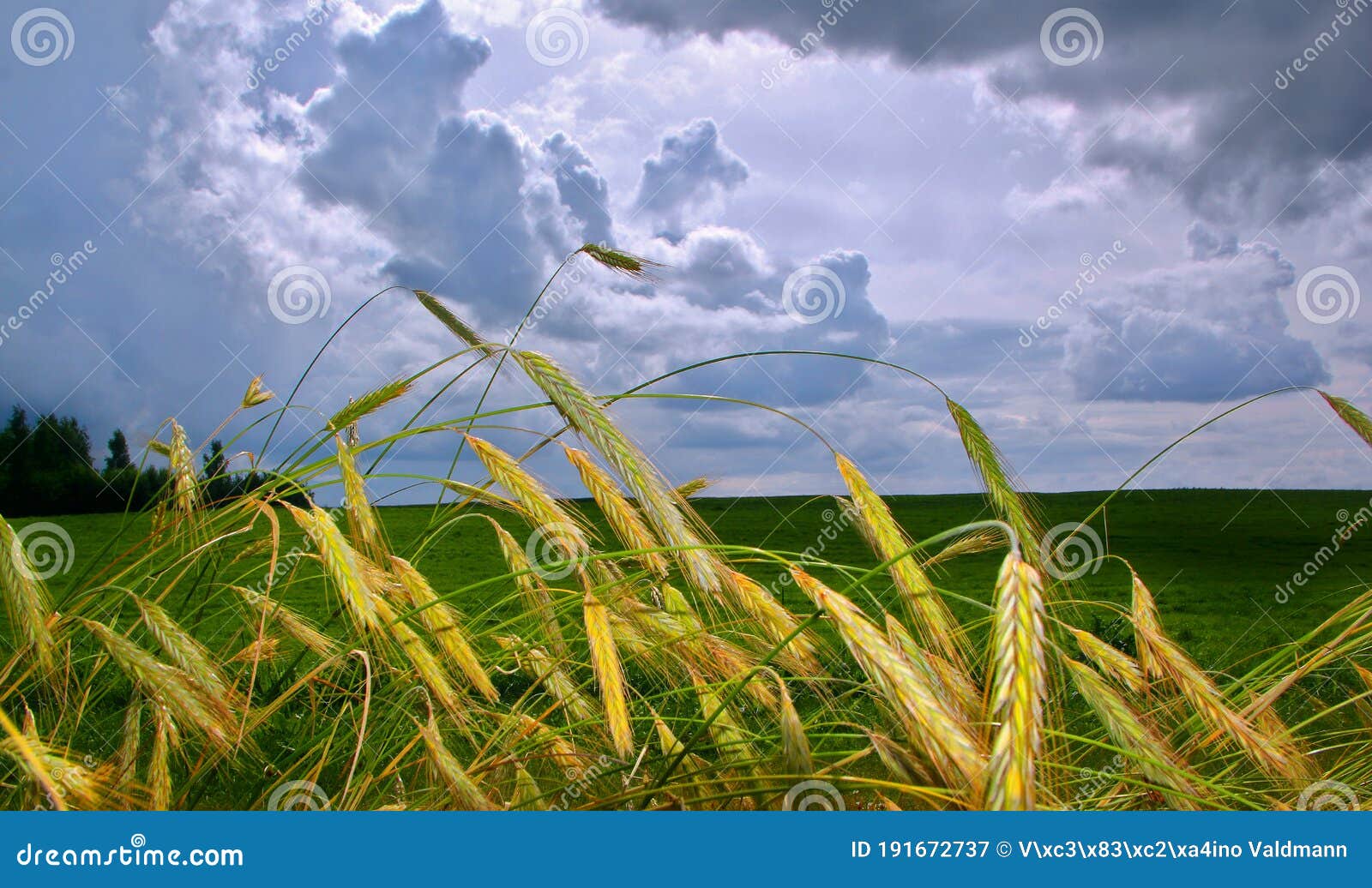 Summer cereals and clouds stock image. Image of field - 191672737