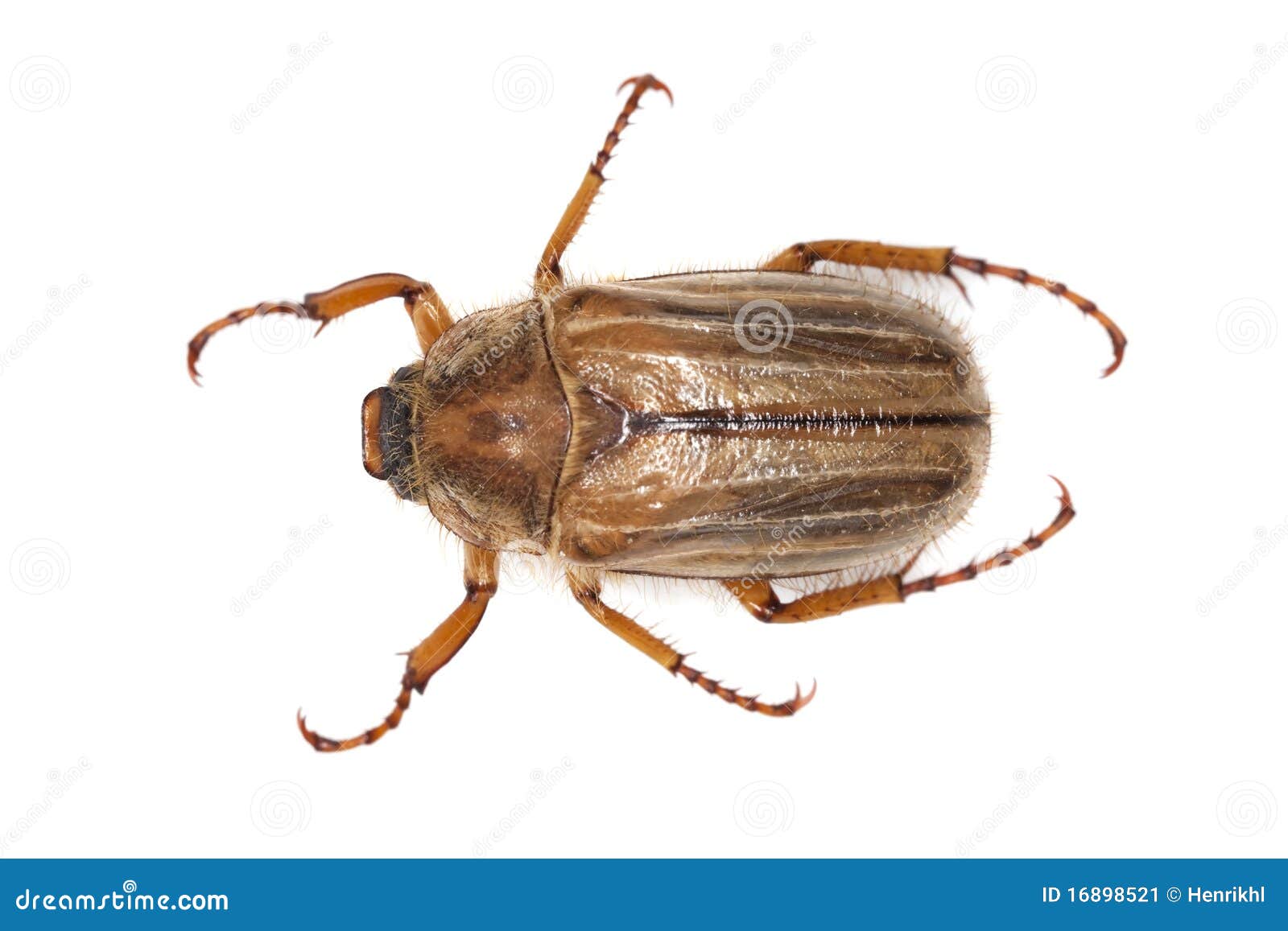 Summer Chafer (amphimallon Solstitiale) Stock Image - Image of pest ...