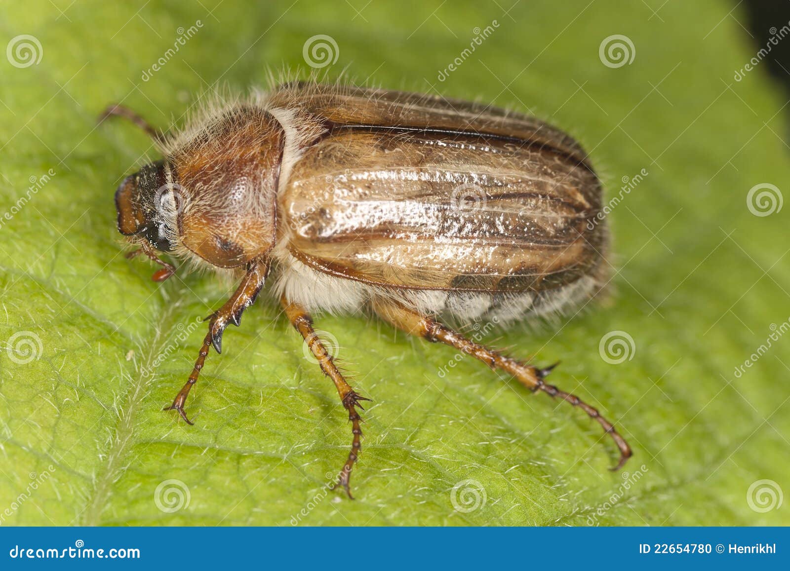 Summer Chafer (Amphimallon Solstitiale) Stock Photo - Image of ...