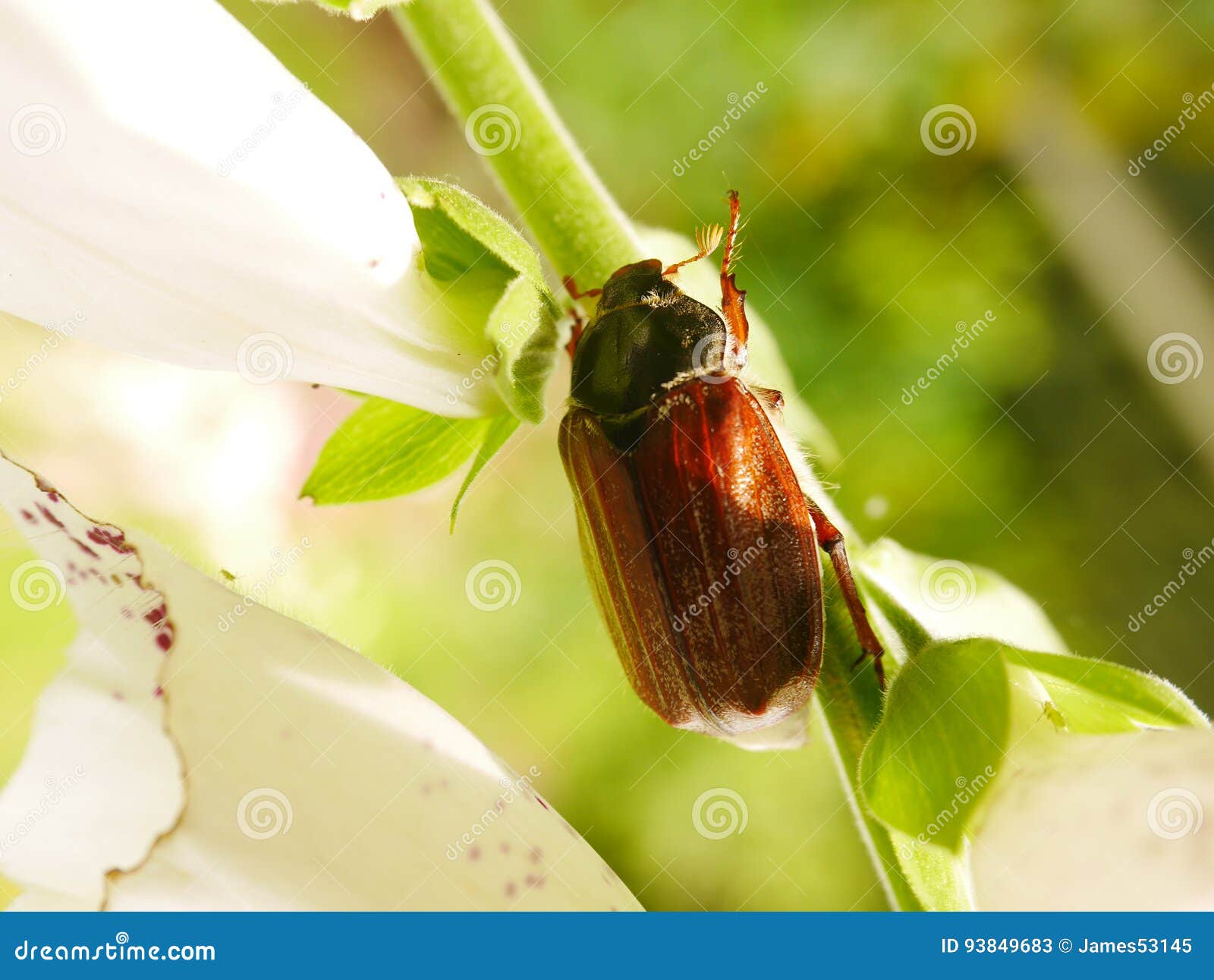 Summer Chafer stock image. Image of beetle, amphimallon - 93849683