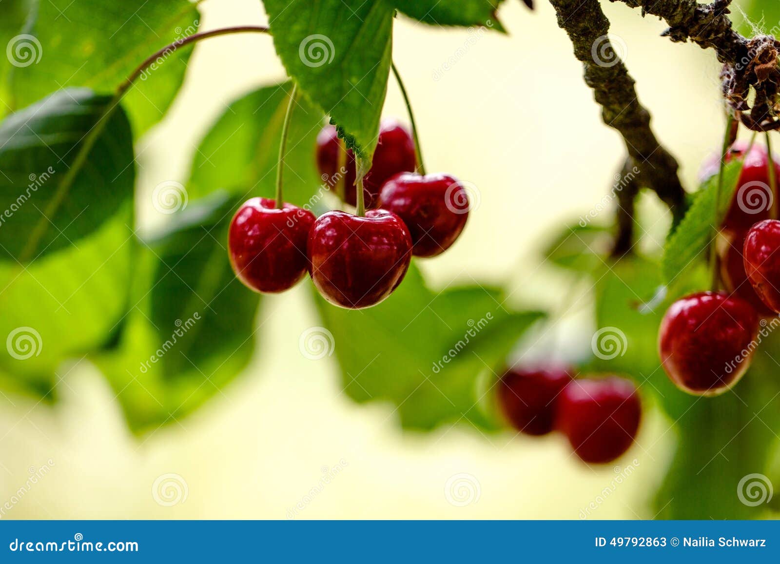Summer Cherries stock image. Image of cherry, plant, summer - 49792863