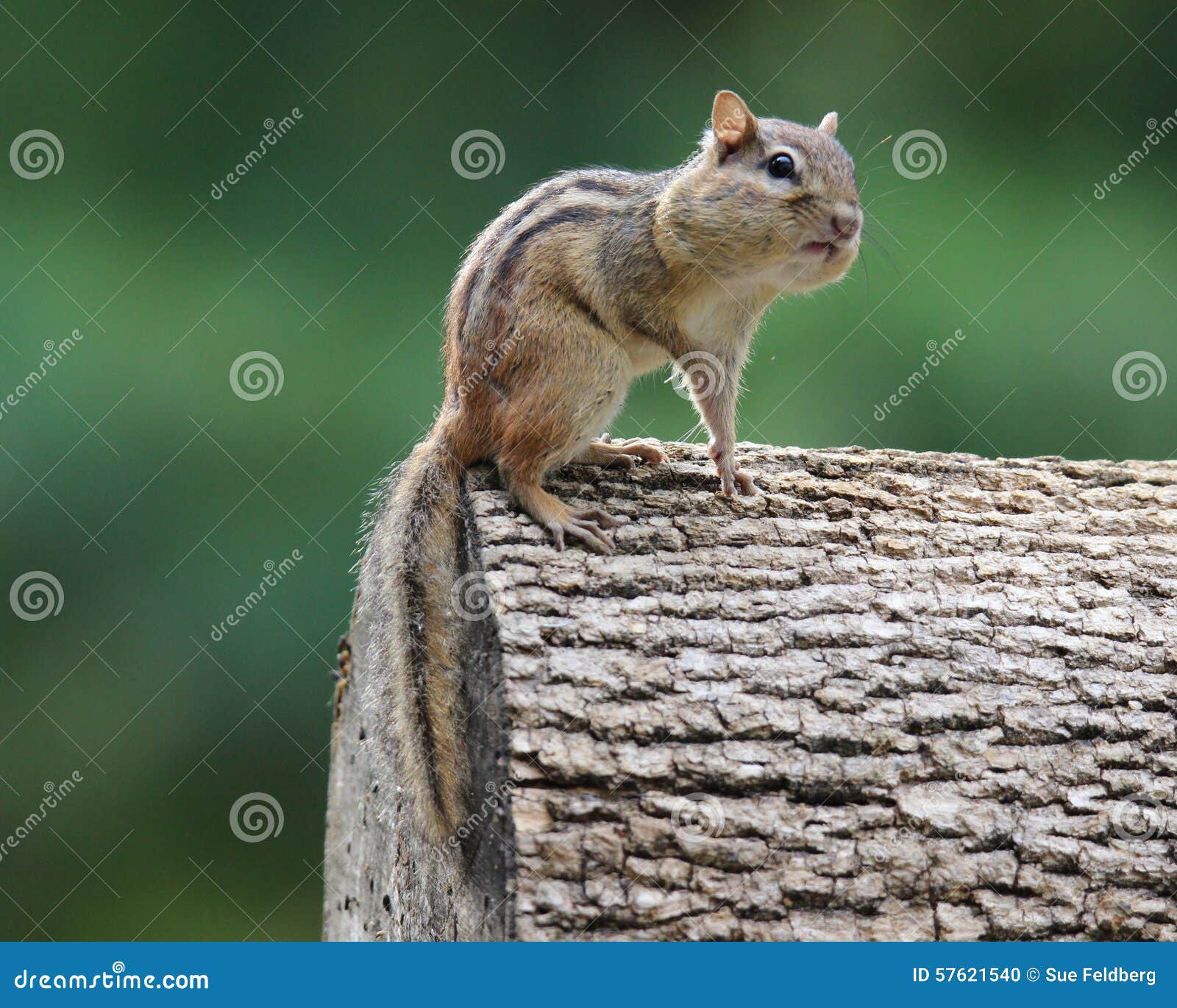 Summer Chipmunk stock photo. Image of tamias, little - 57621540