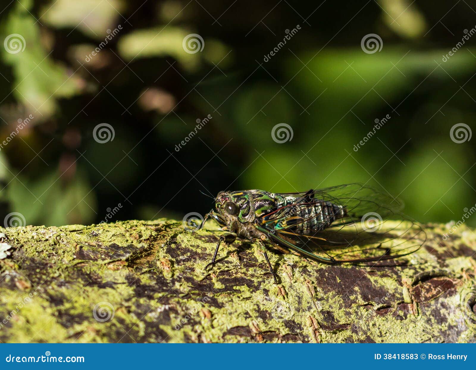 Summer Cicada stock image. Image of summer, closeup, wing - 38418583