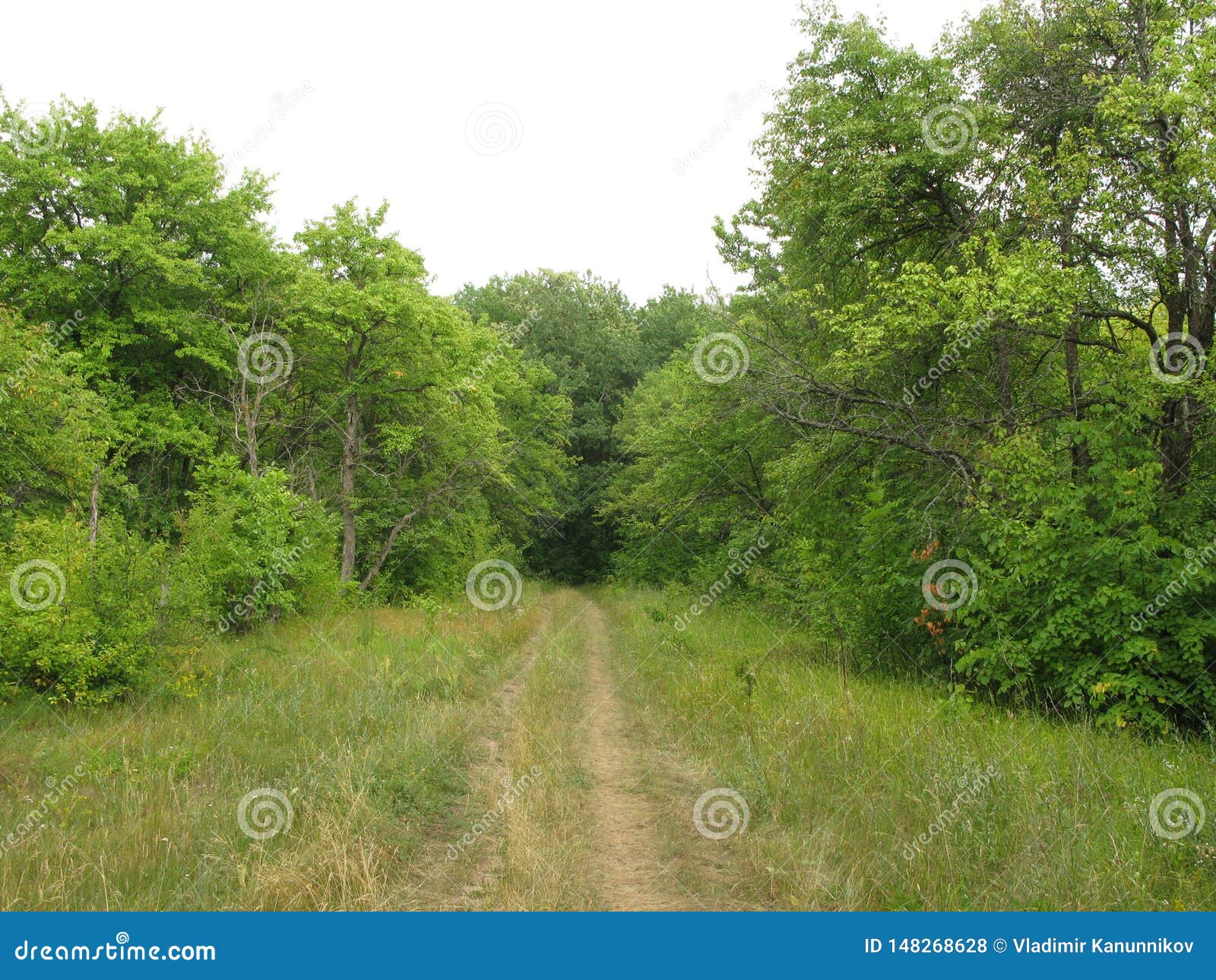 Summer forest path stock photo. Image of path, summer - 148268628