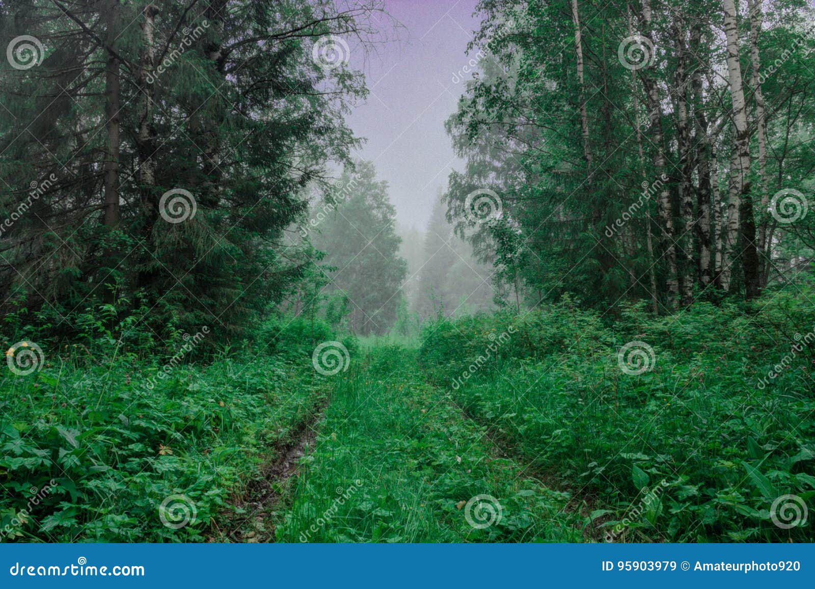 Summer Cloudy Morning, a Path To the Forest, Misty Trees Stock Image ...