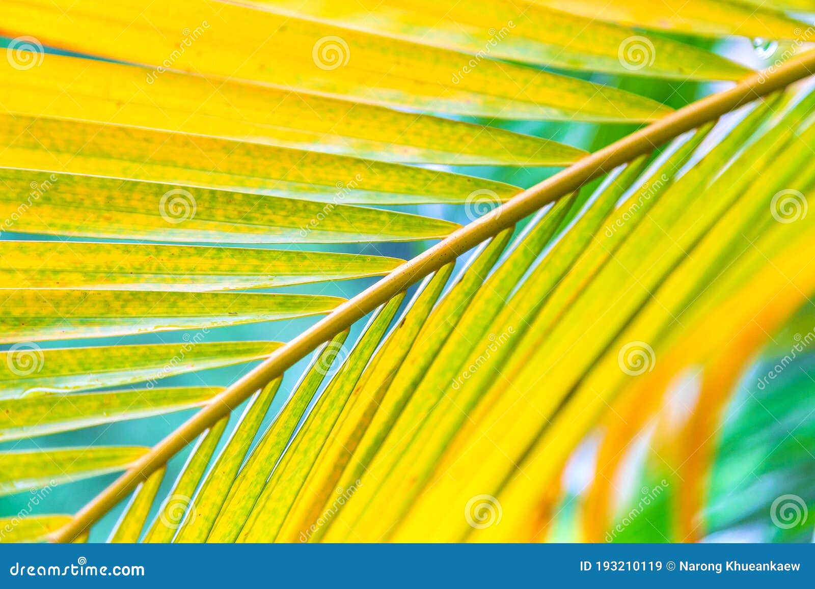 Summer Coconut Leaf Background Stock Image - Image of detail, nature ...