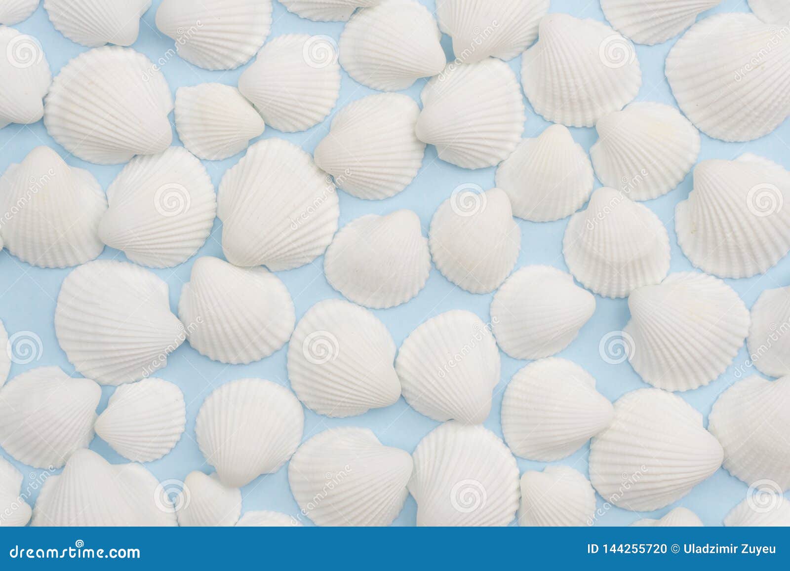 Summer Composition with White Seashells on the Bright Blue Background ...