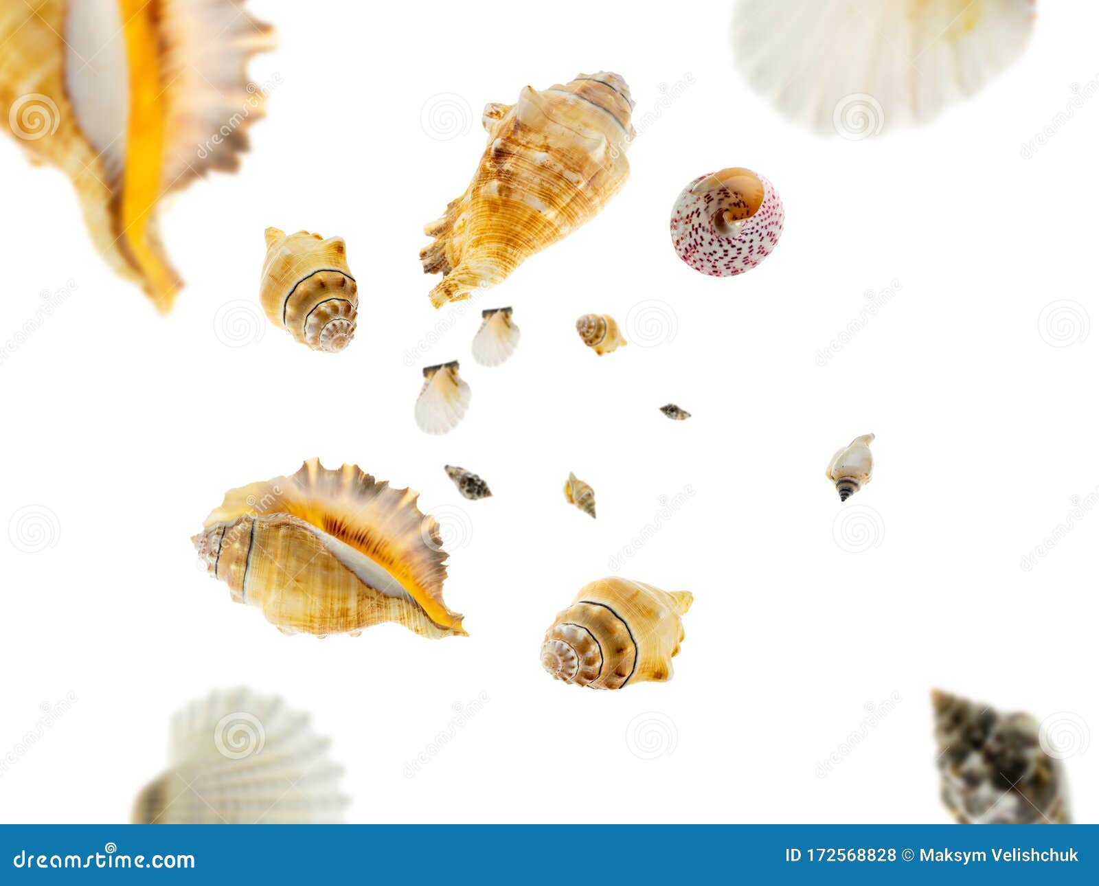 Summer Concept Background. Sea Shells Falling. Tropical Starfish ...