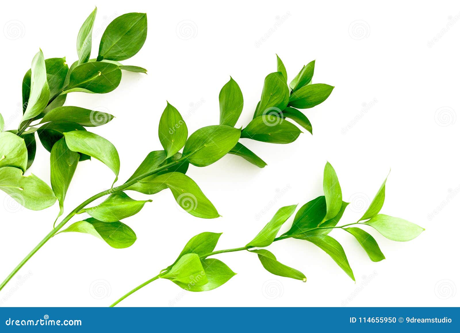 Summer Concept. Bright Greenery Stock Photo - Image of view, flat ...