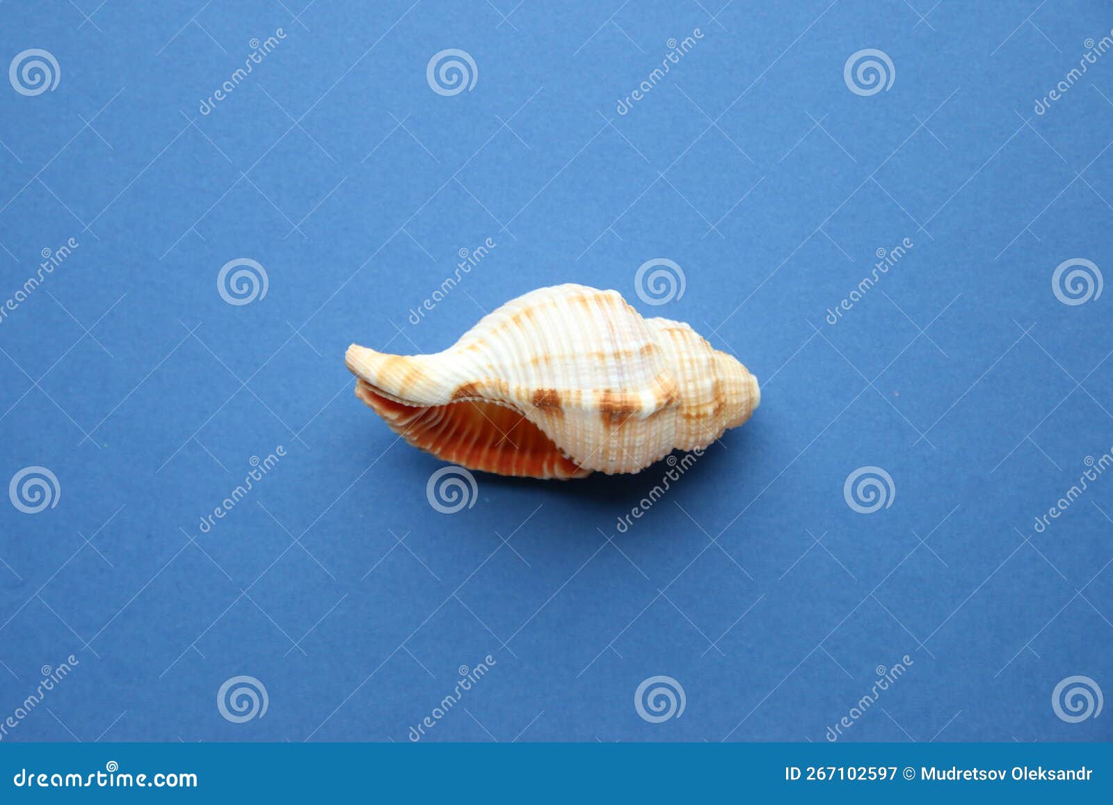 Summer Concept. Seashell on a Blue Background Stock Image - Image of ...