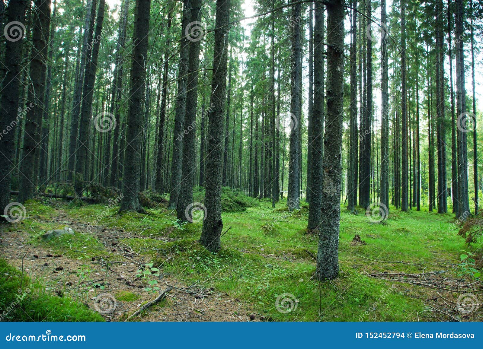 Summer in the Coniferous Spruce Forest, Thick Tree Trunks and Green ...