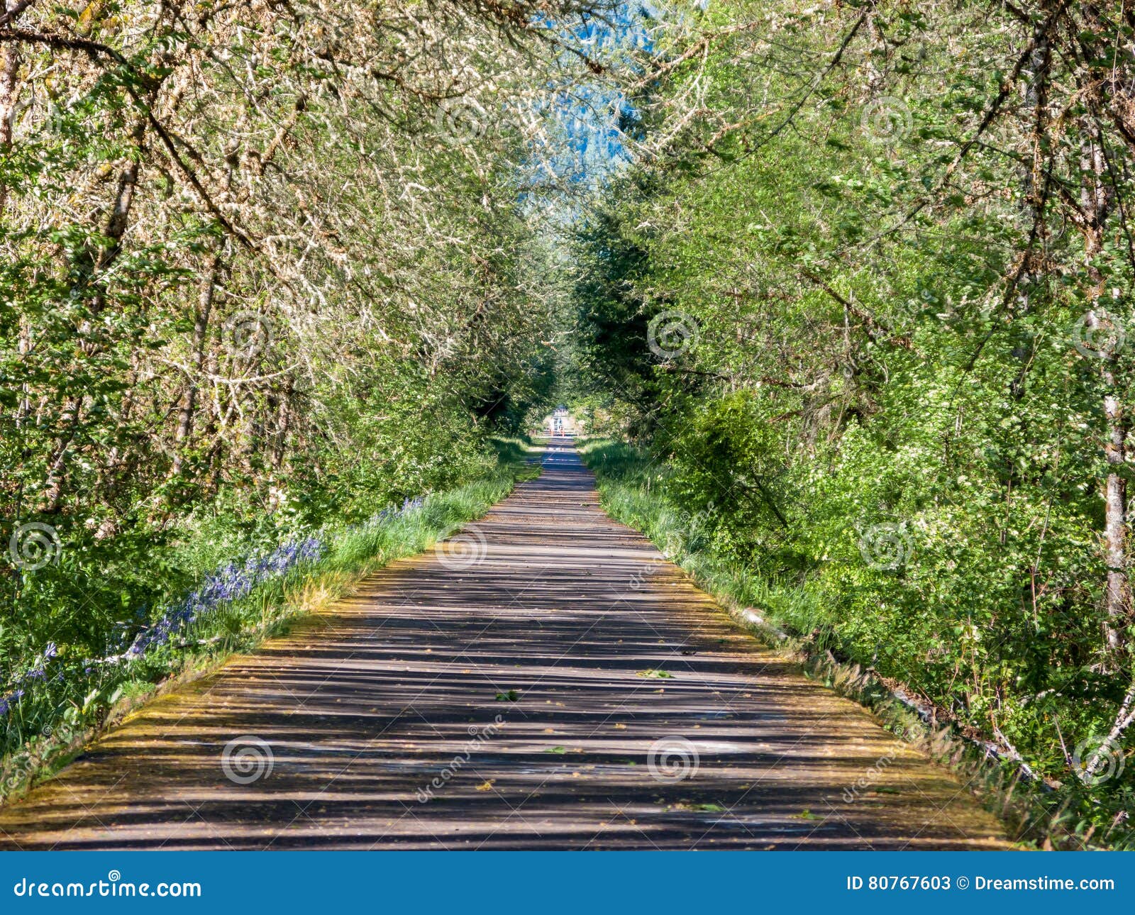 Summer Converging Path stock image. Image of footpath - 80767603