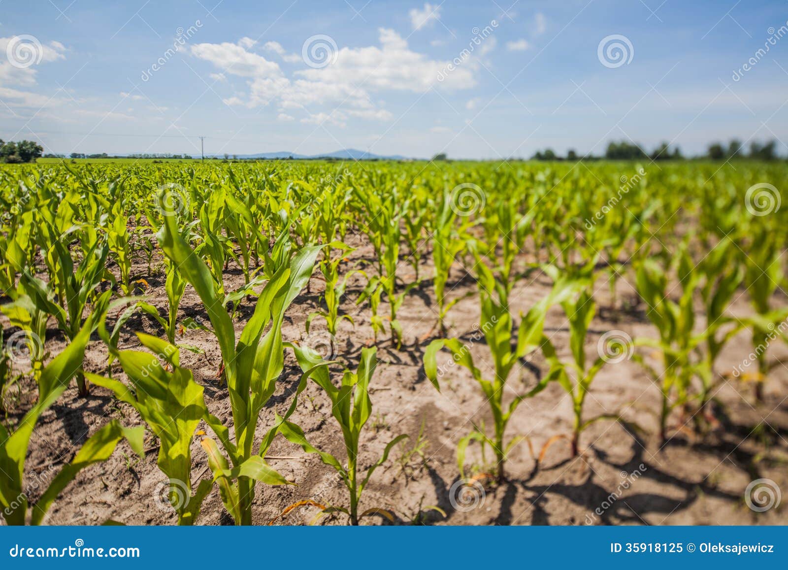 Summer Corn Fields with Sun, Saturated Landscape Stock Image - Image of ...