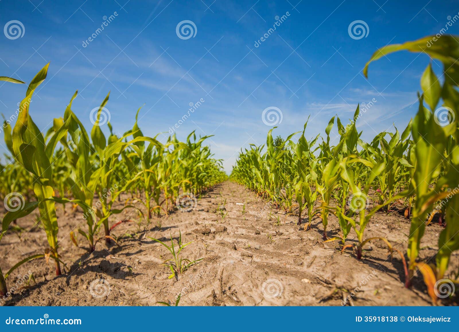 Summer Corn Fields with Sun, Saturated Landscape Stock Photo - Image of ...