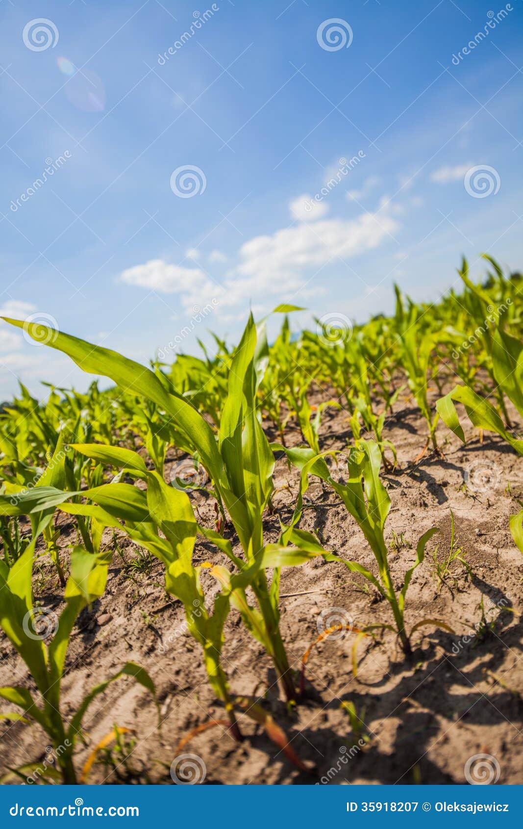 Summer Corn Fields with Sun, Saturated Landscape Stock Image - Image of ...