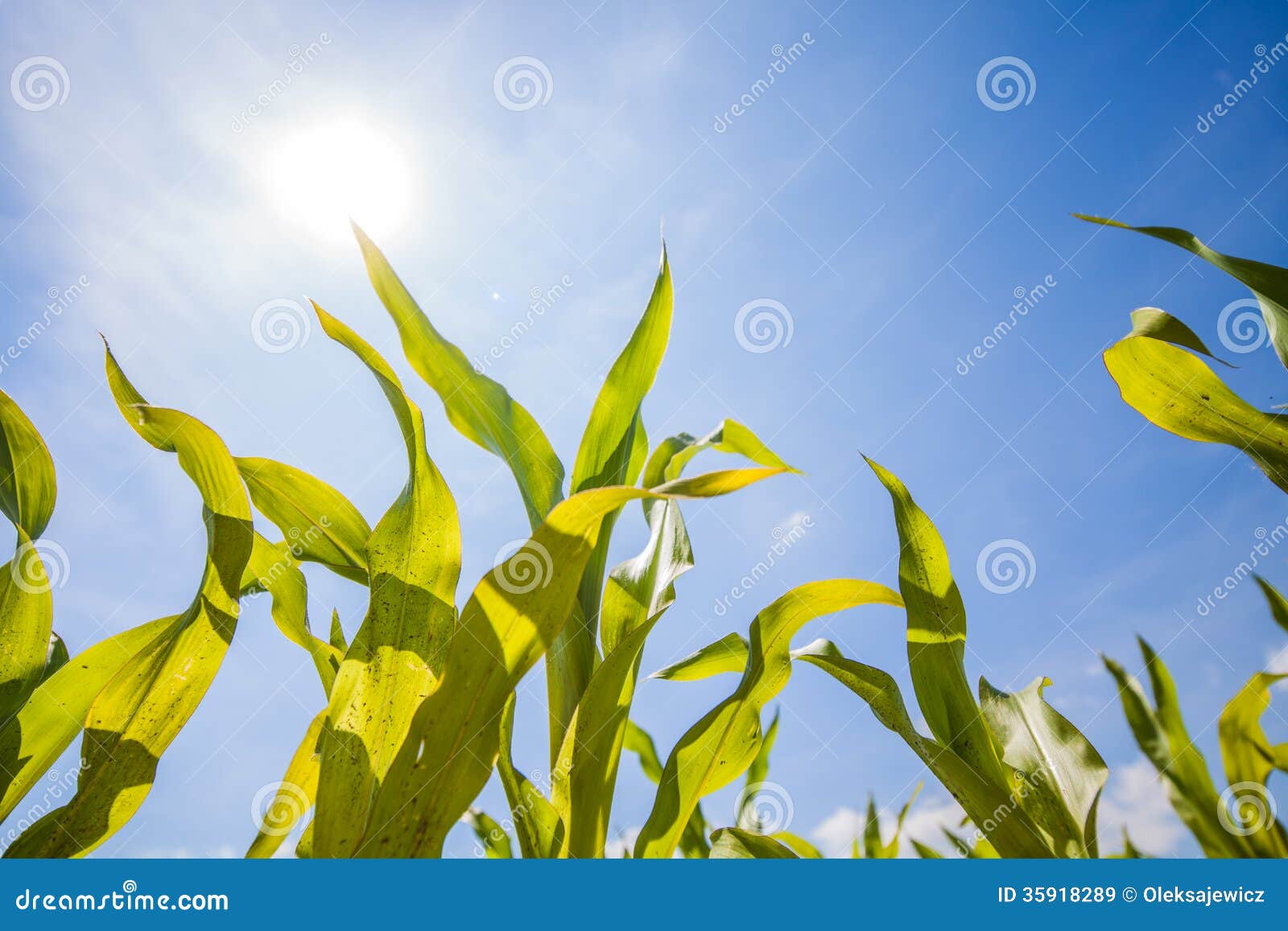 Summer Corn Fields with Sun, Saturated Landscape Stock Image - Image of ...