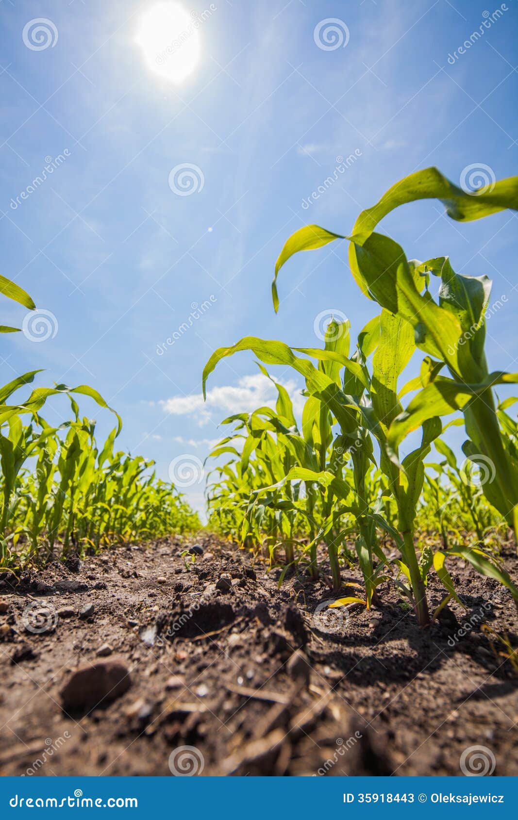 Summer Corn Fields with Sun, Saturated Landscape Stock Image - Image of ...