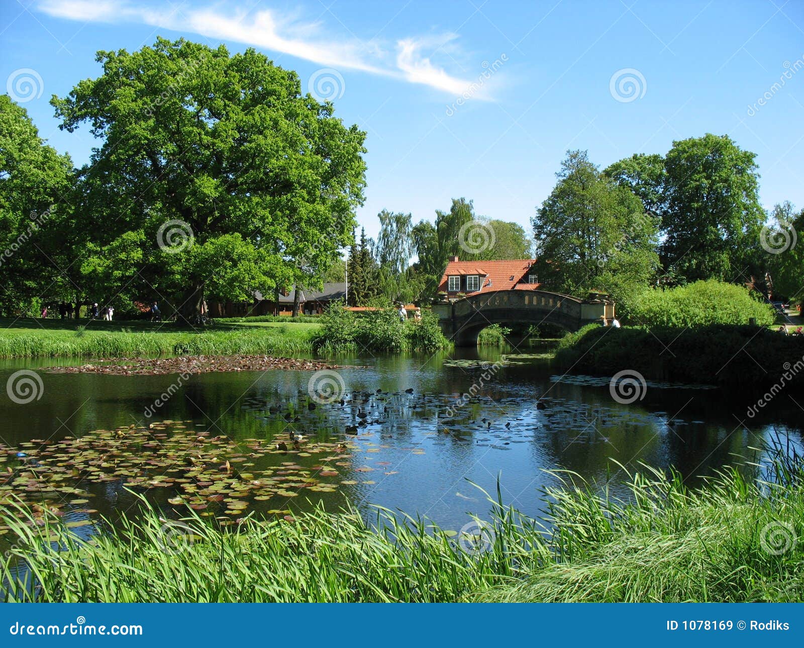 Summer Country Landscape with Pond Stock Image - Image of relaxation ...