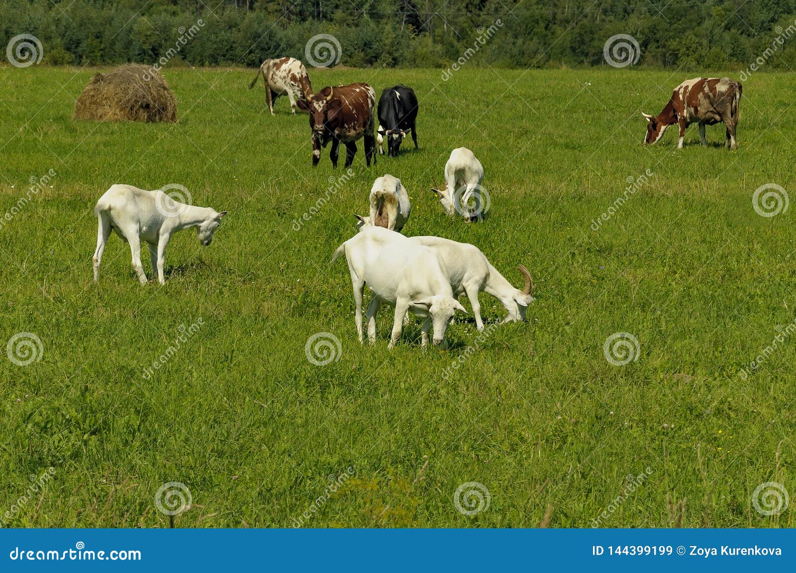 Summer Countryside with Grazing Animals, Cows and Goats Stock Image ...