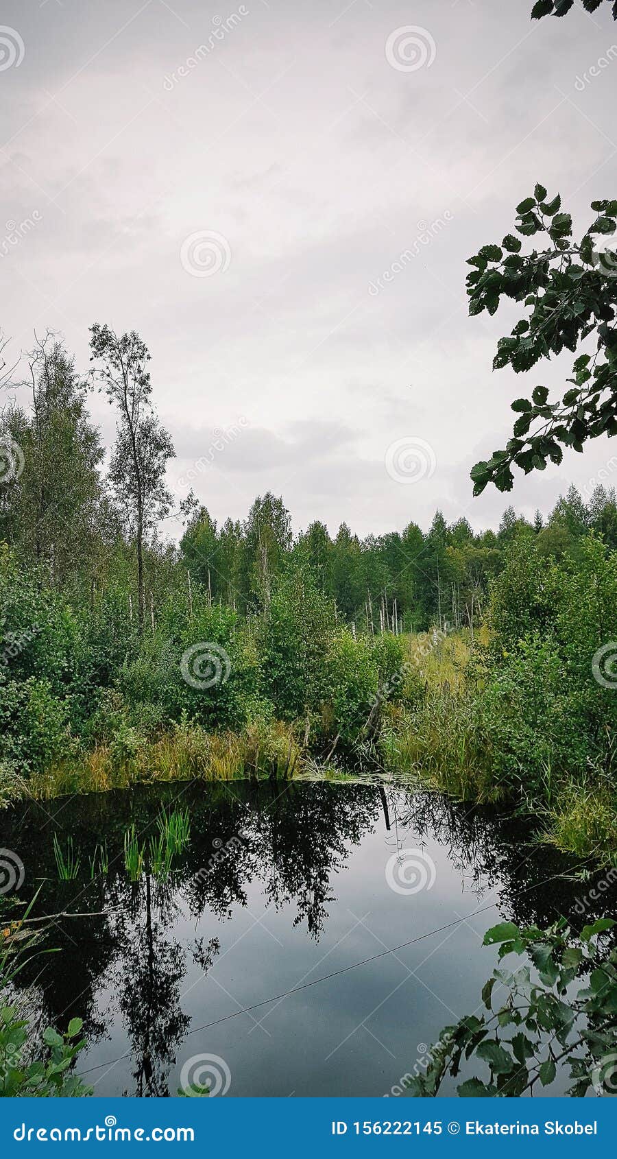 Summer in the Countryside, Pond in the Forest, Reeds and Dam Stock ...