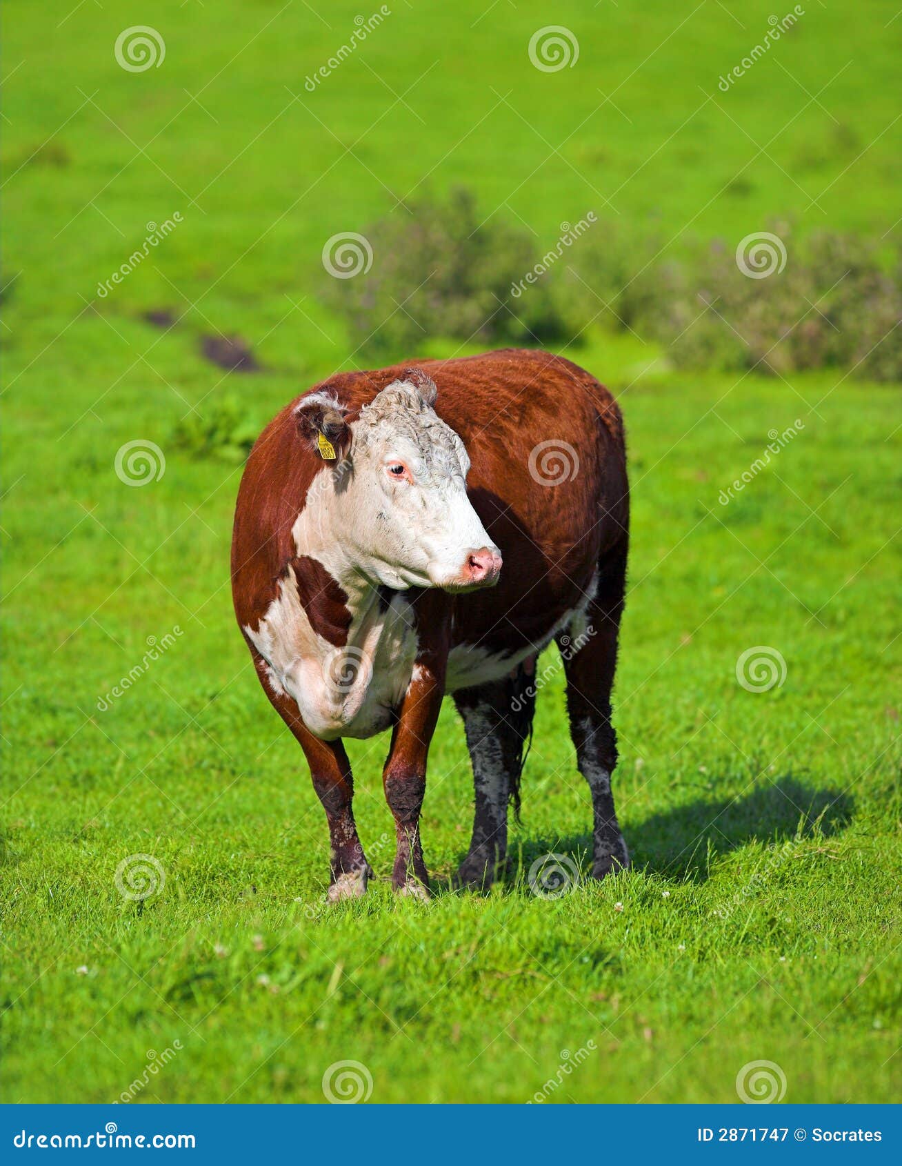 Summer cow stock image. Image of milk, farm, cattle, environment - 2871747
