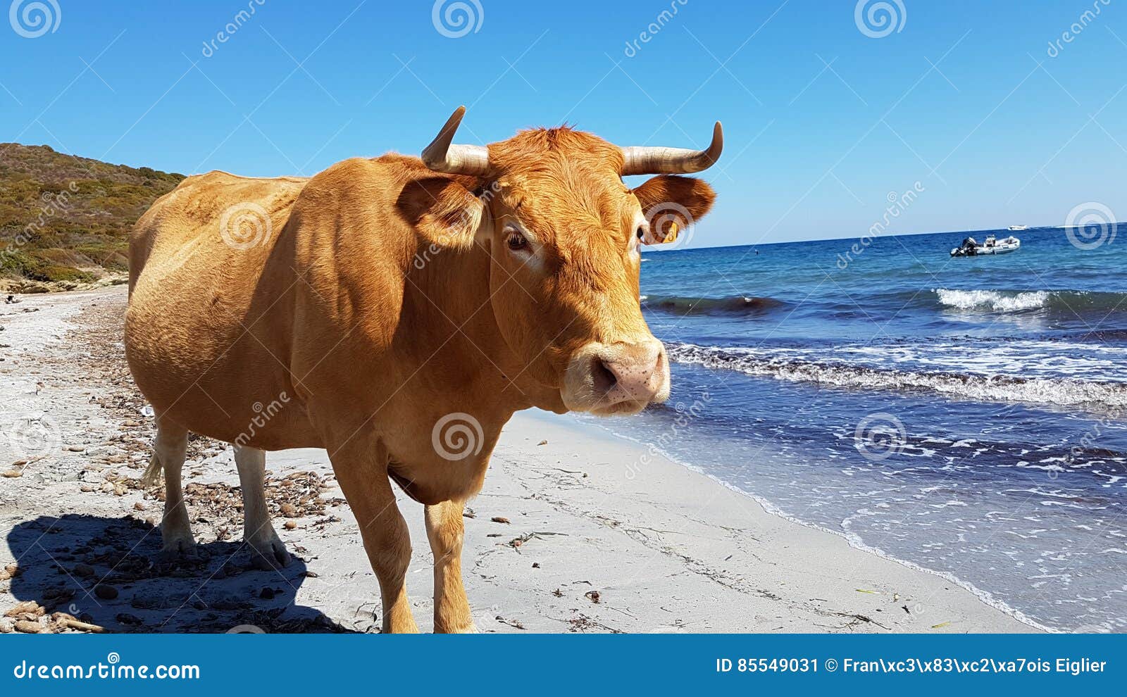 Summer cow stock image. Image of beach, summer, sand - 85549031