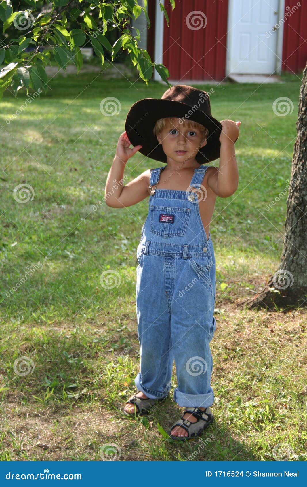 Summer cowboy stock photo. Image of sunny, limbs, barn - 1716524