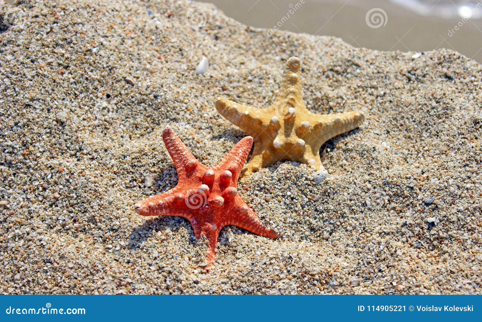 Summer Creation on the Beach with Sea Natural Creatures Stock Image ...