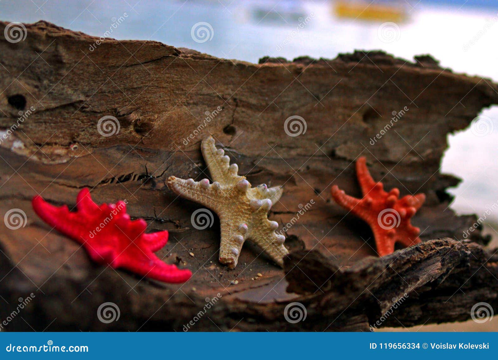Summer Creation on the Beach with Sea Natural Creatures Stock Photo ...