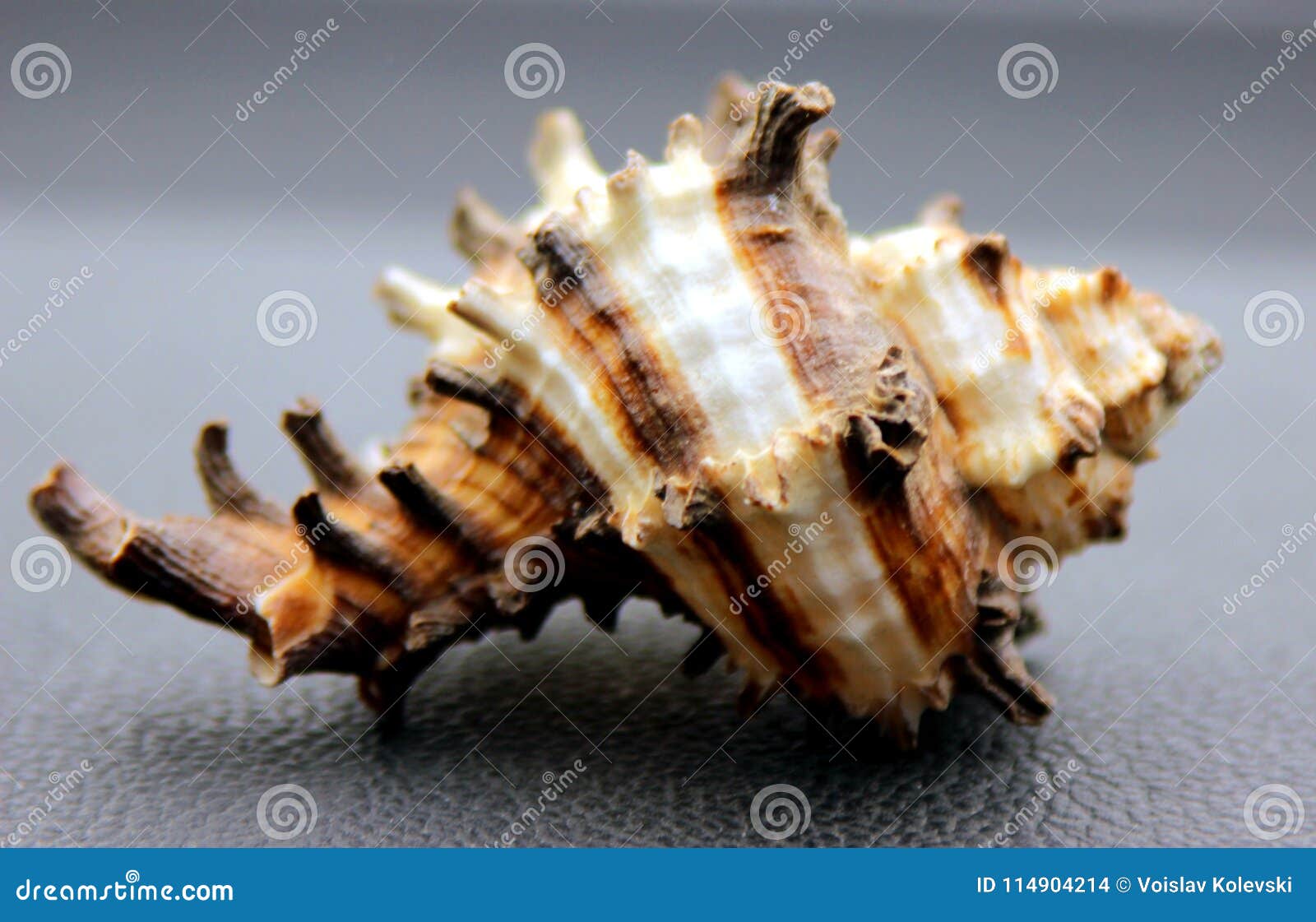 Summer Creation on the Beach with Sea Natural Creatures Stock Photo ...