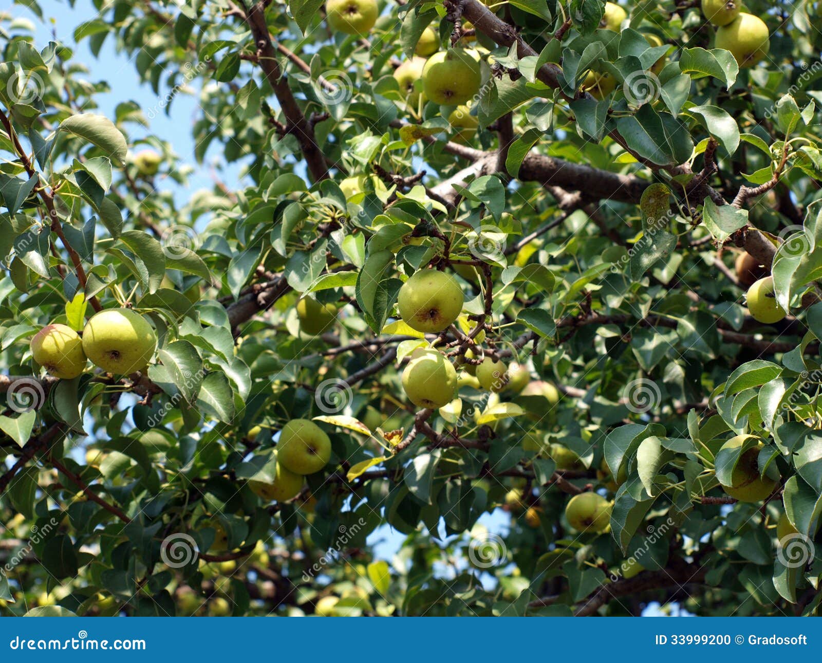 Summer crop of apples stock photo. Image of outdoors - 33999200