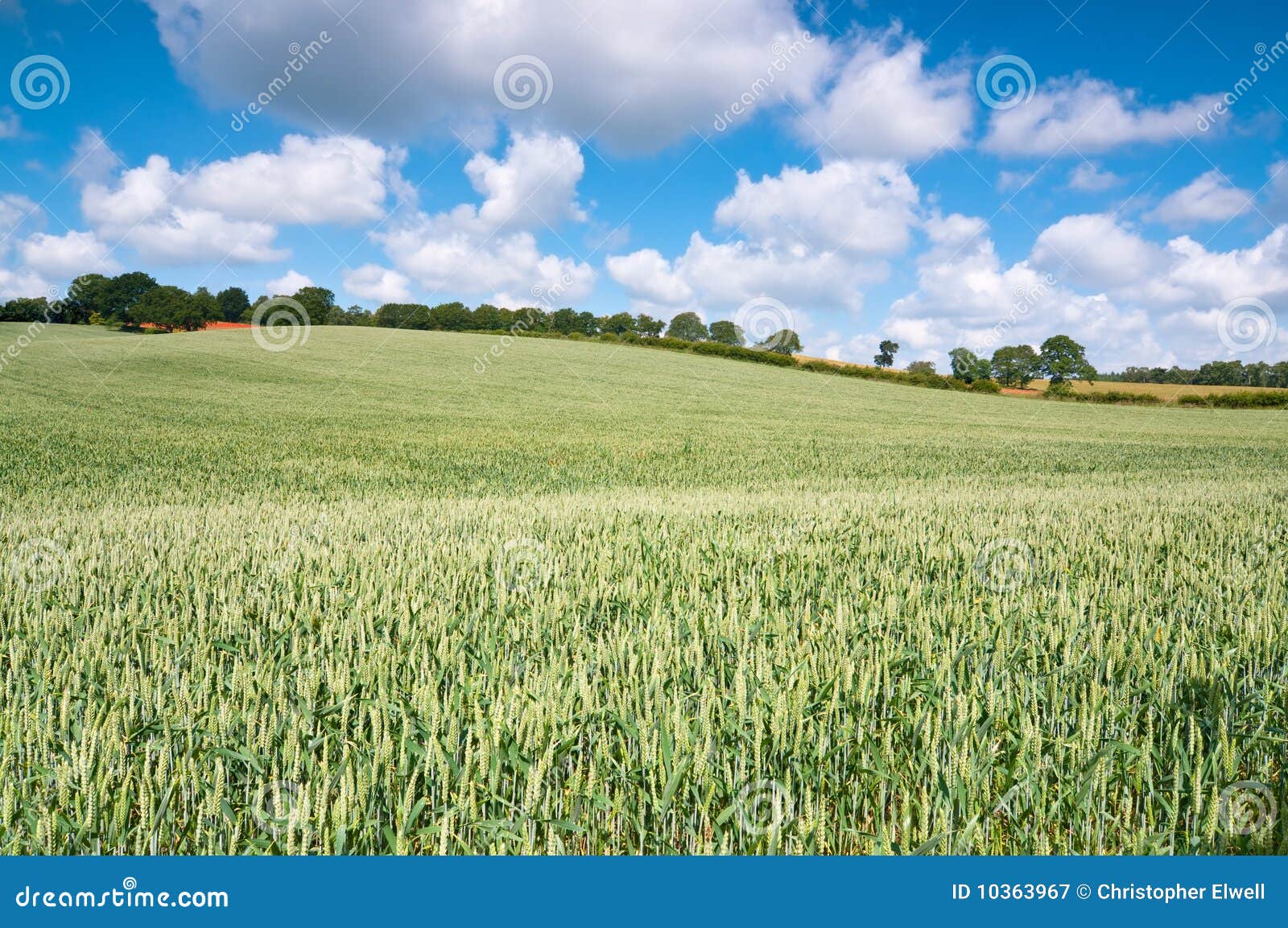Summer Crops stock image. Image of landscape, trees, harvest - 10363967