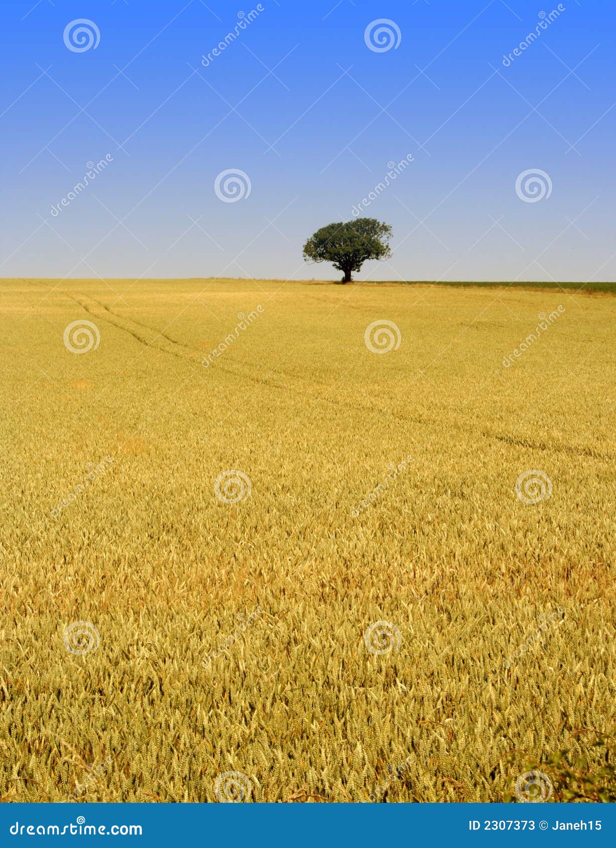 Summer crops stock image. Image of yellow, colour, field - 2307373