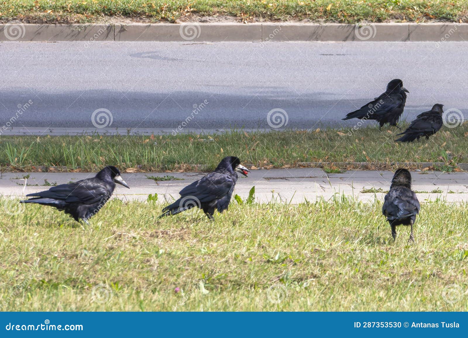 In Summer, Crows are Looking for Food in the Field Stock Photo - Image ...