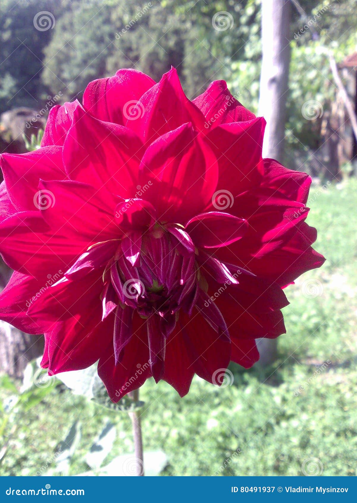 Summer dahlia stock image. Image of spirits, ideal, nature - 80491937