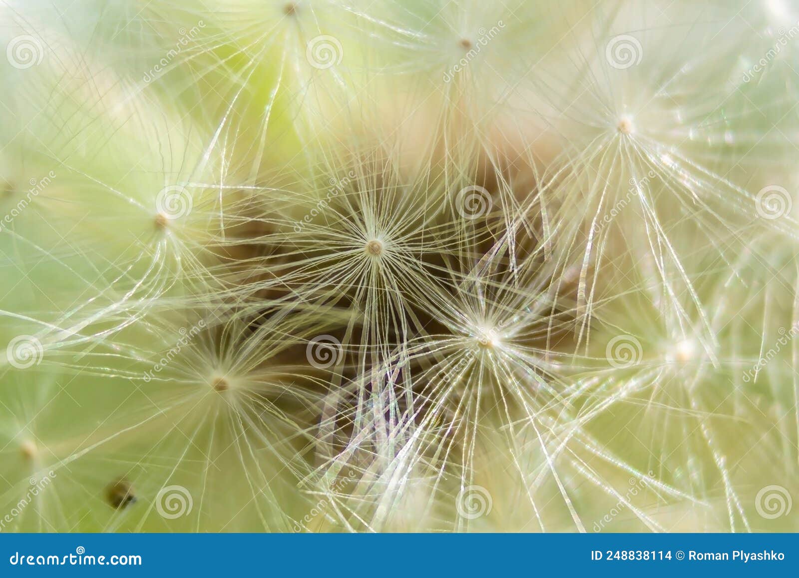 Summer Dandelion. Detailed Down on a Dandelion Stock Photo - Image of ...