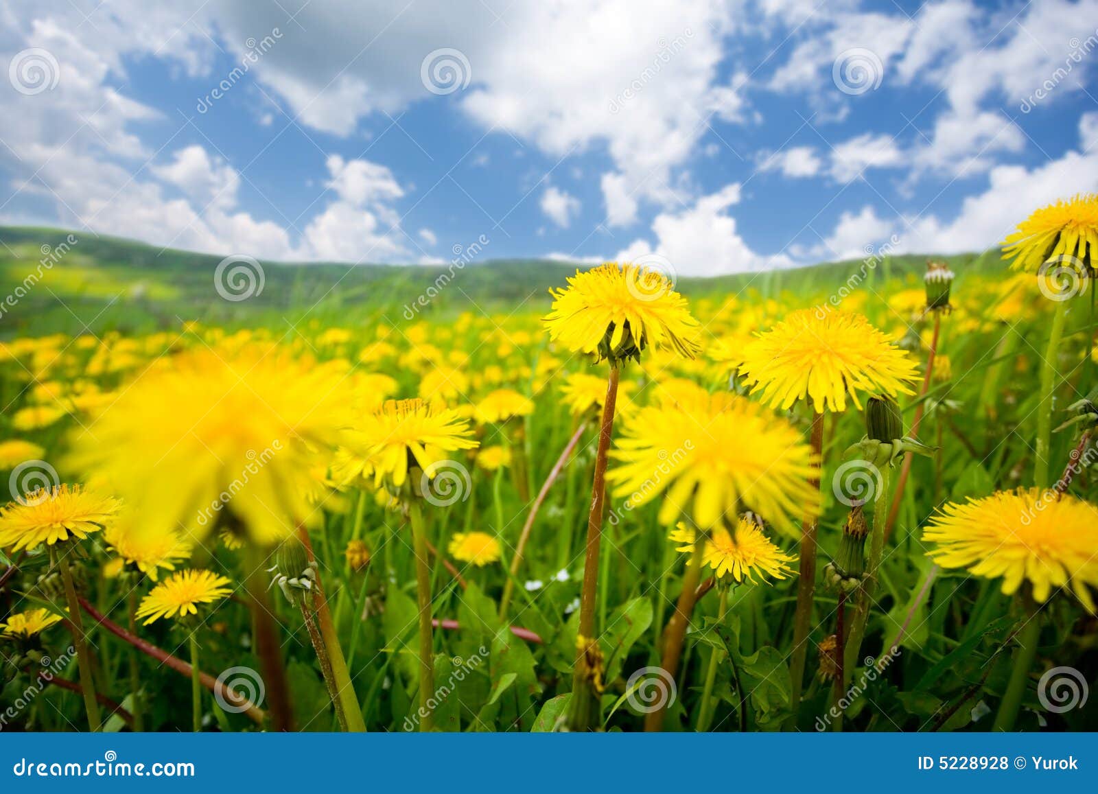 Summer dandelion field stock photo. Image of landscape - 5228928