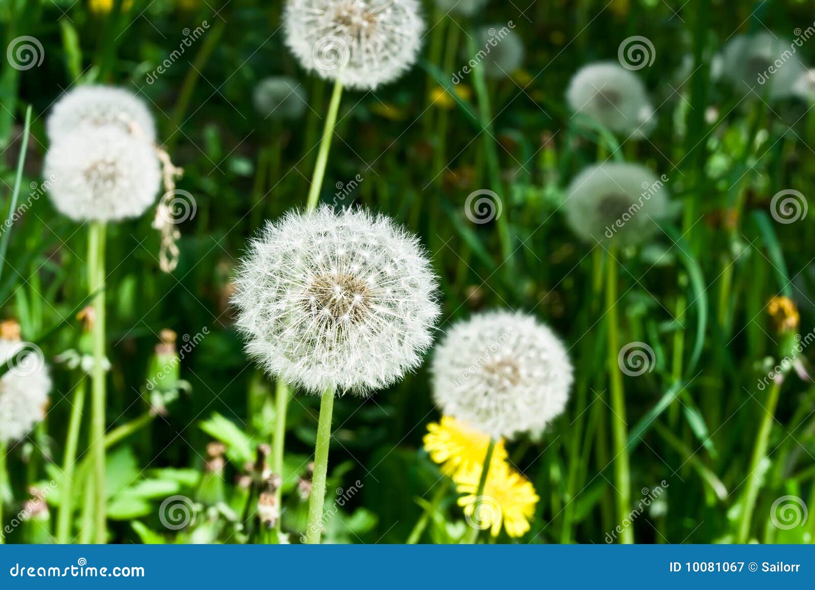 Summer Dandelions stock image. Image of blue, farm, natural - 10081067