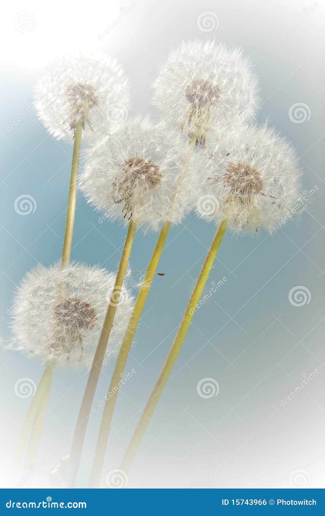 Summer dandelions stock photo. Image of flower, seed - 15743966