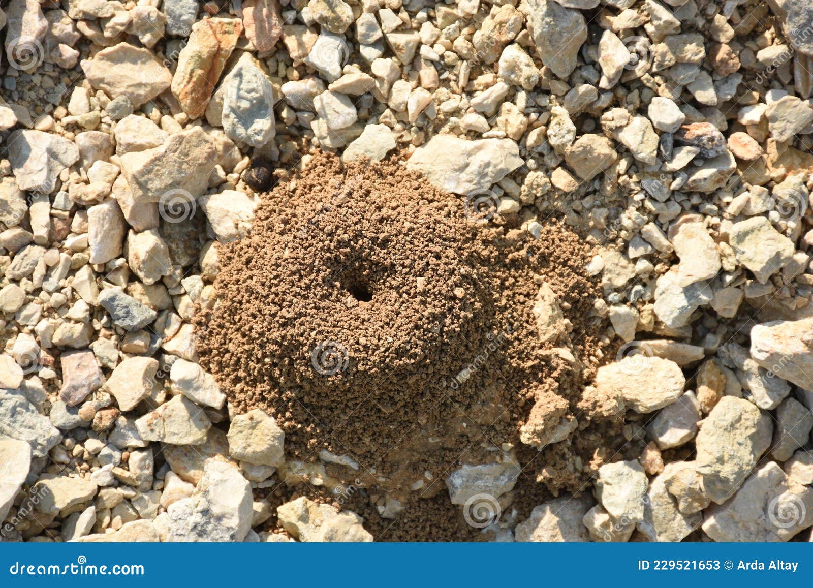 Summer Day Anthill on the Soil Stock Image - Image of textured, surface ...