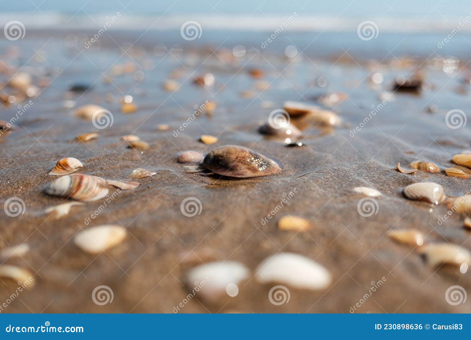 Beach Cape Coast Coastline Empty Many Marine Mollusk Mussel Nature ...
